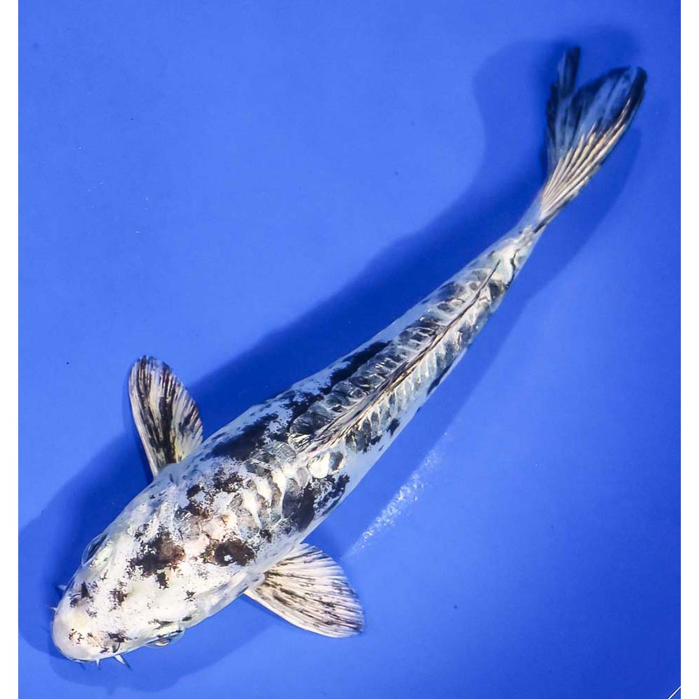 7” Doitsu Gin Shiro Bekko | Koi Fish For Sale