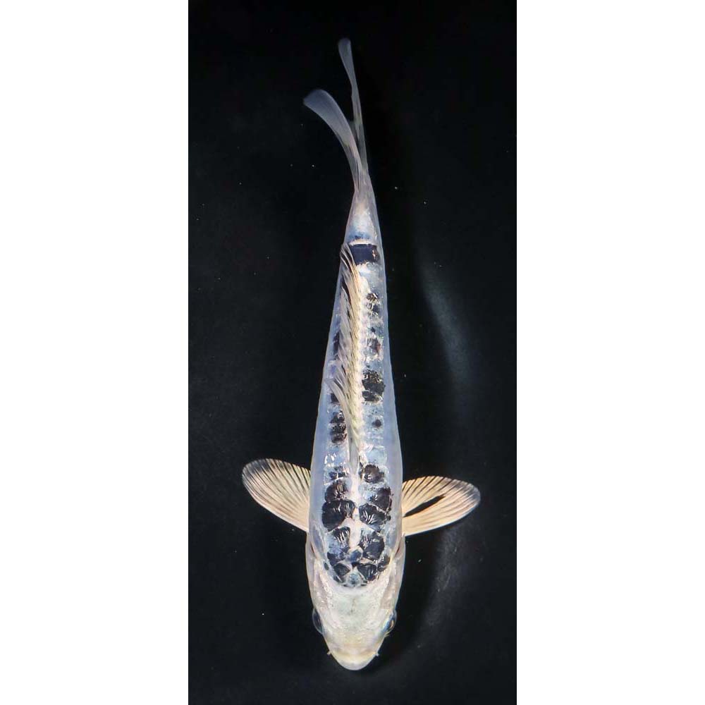 7” Doitsu Blue Gin Shiro Bekko | Koi Fish For Sale