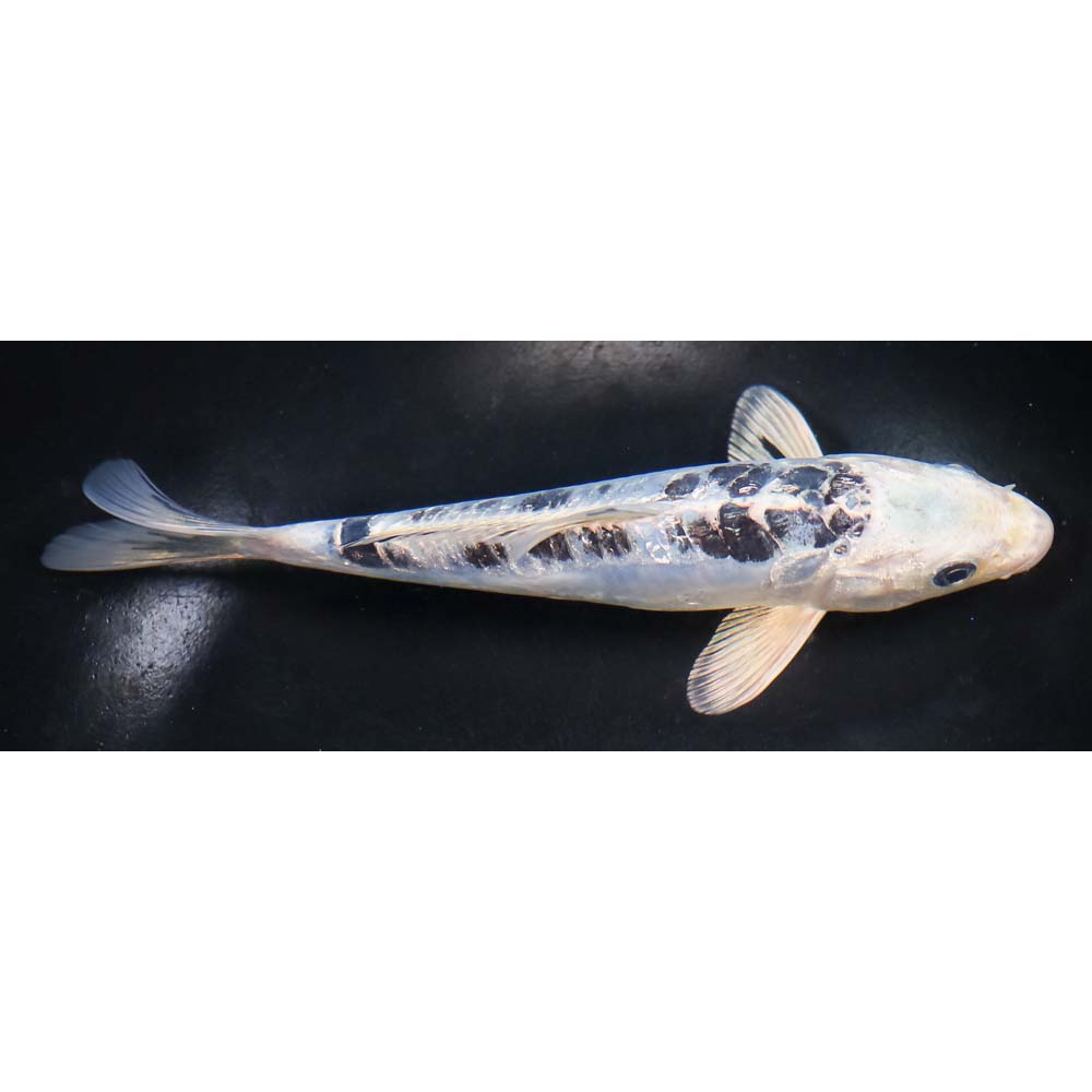 7” Doitsu Blue Gin Shiro Bekko | Koi Fish For Sale