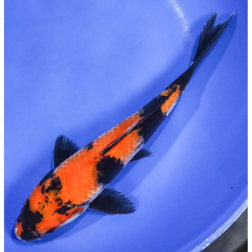 8” Hi Showa | Koi Fish For Sale