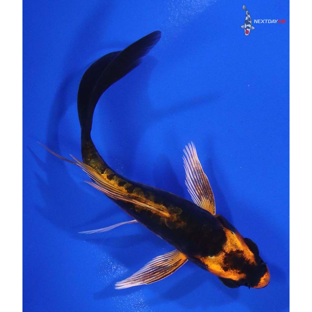 4” Imported Kin Kikokuryu Butterfly Koi | Koi Fish For Sale
