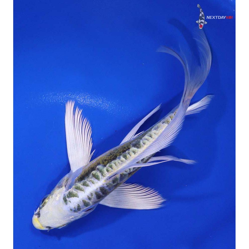6” Imported Kin Kikokuryu Butterfly Koi | Koi Fish For Sale