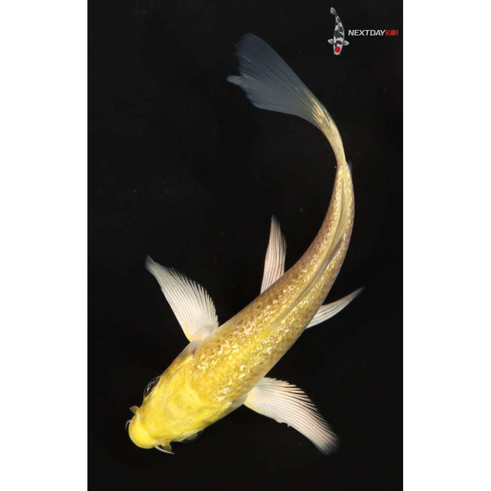 3.5” Imported Gin Rin Yamabuki Ogon Butterfly Koi | Koi Fish For Sale