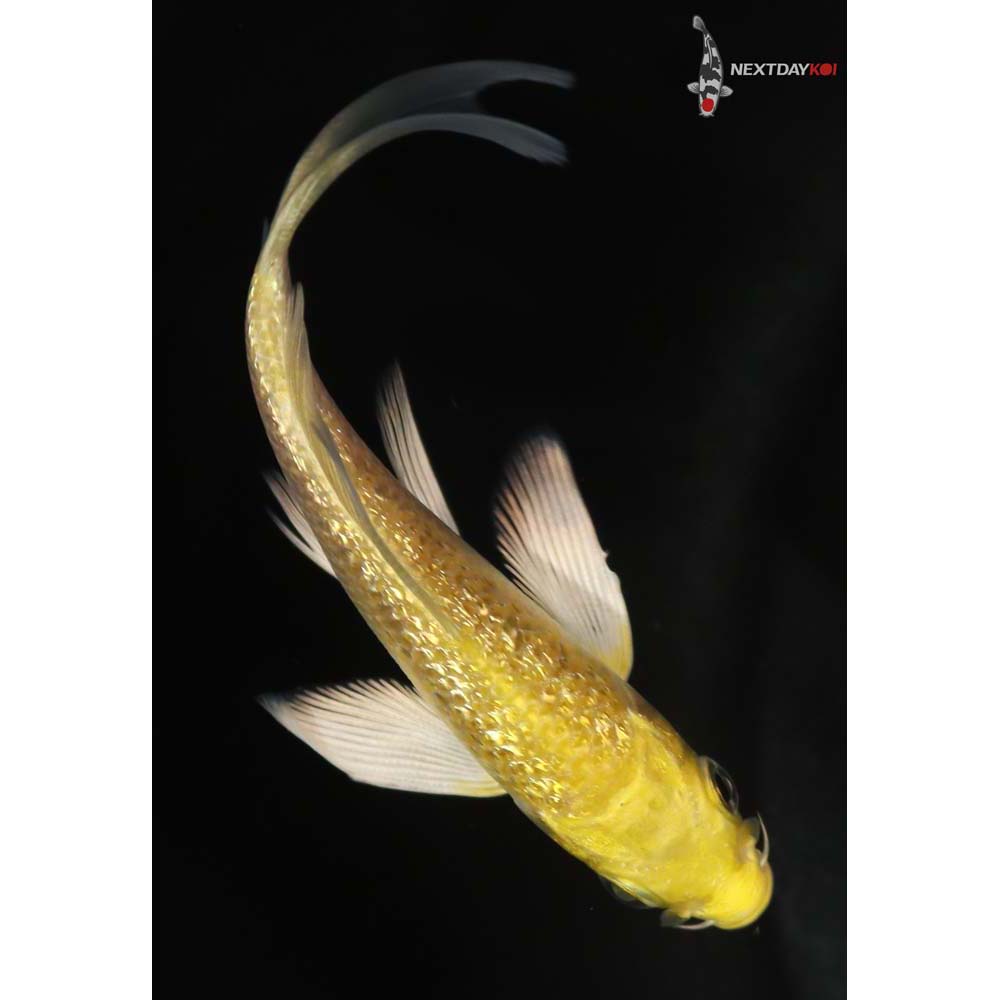 3.5” Imported Gin Rin Yamabuki Ogon Butterfly Koi | Koi Fish For Sale