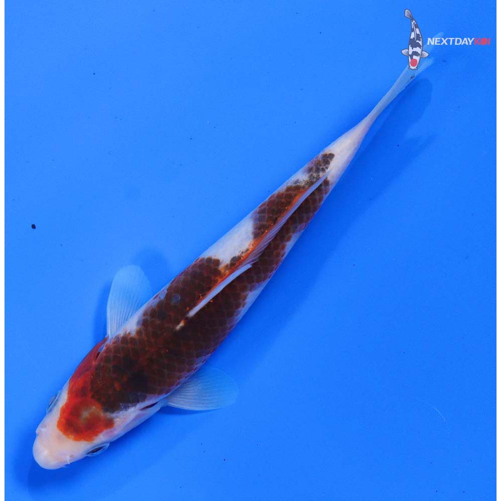 6.5” Imported Goromo | Koi Fish For Sale