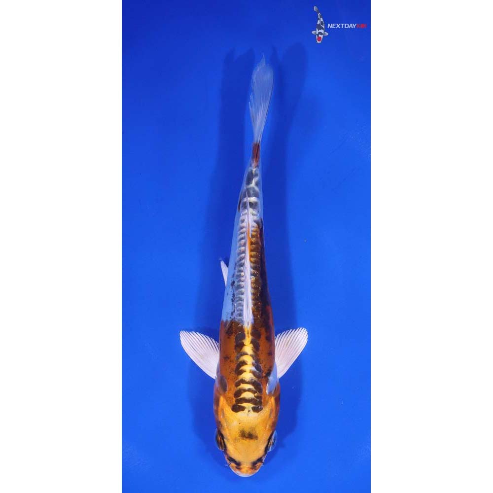 6” Doitsu Kujaku | Koi Fish For Sale