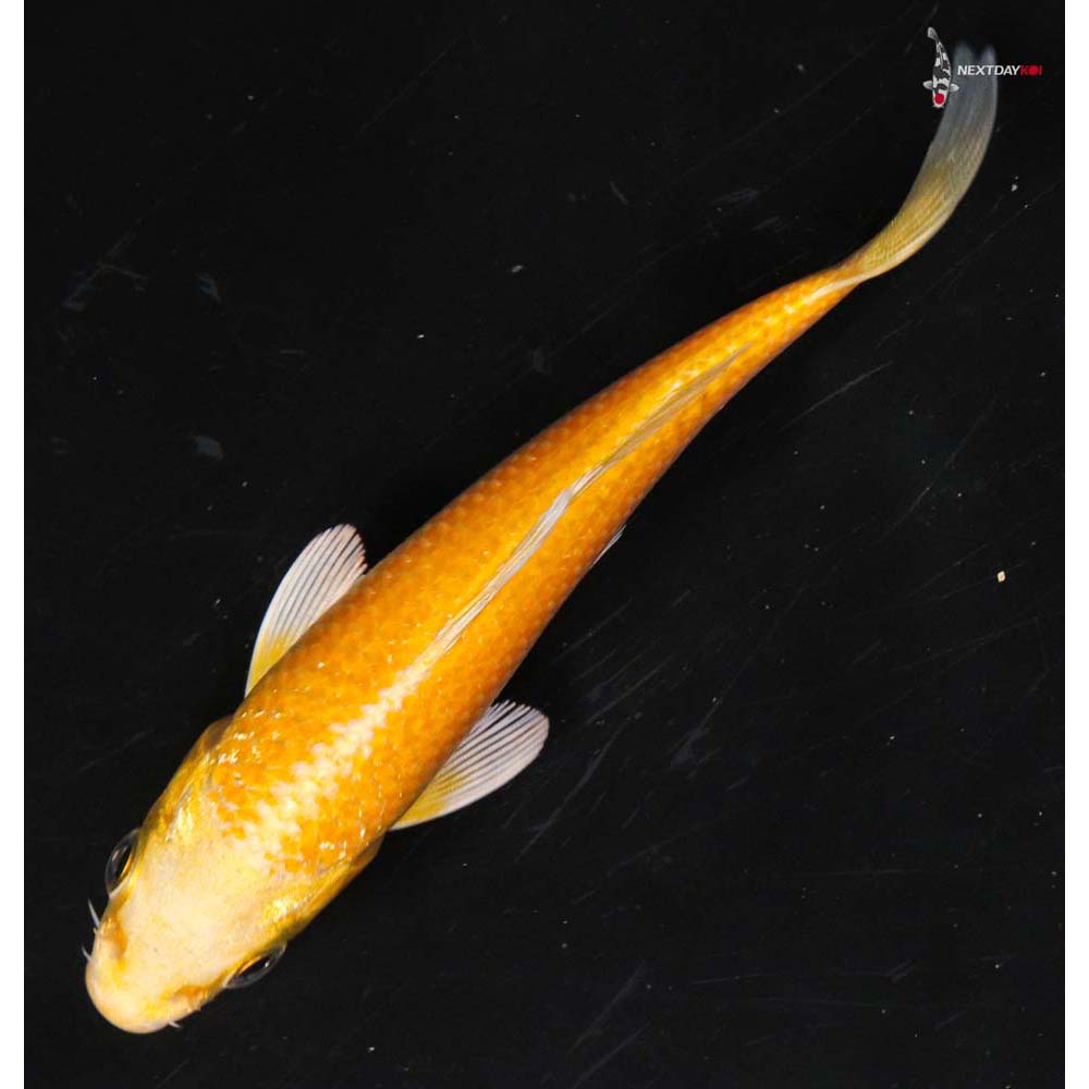 4” Imported Yamabuki Ogon | Koi Fish For Sale