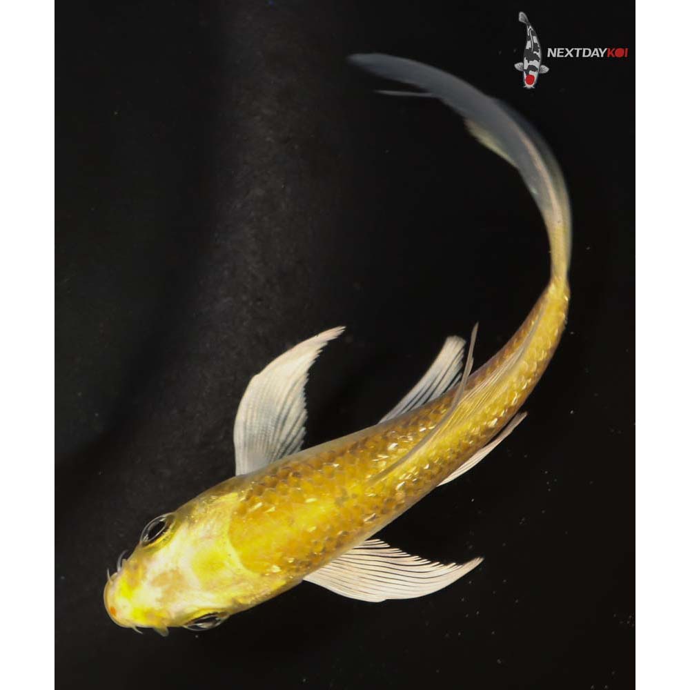 3.5” Imported Gin Rin Yamabuki Ogon Butterfly Koi | Koi Fish For Sale
