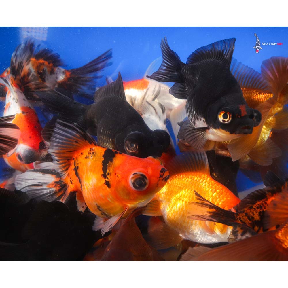 3.5-4.5" Imported Mixed Butterfly Tail Goldfish | Koi Fish For Sale
