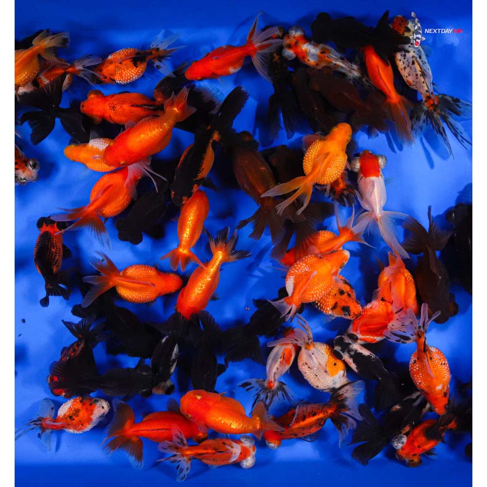 3.5-4.5" Imported Mixed Fancy Goldfish | Koi Fish For Sale