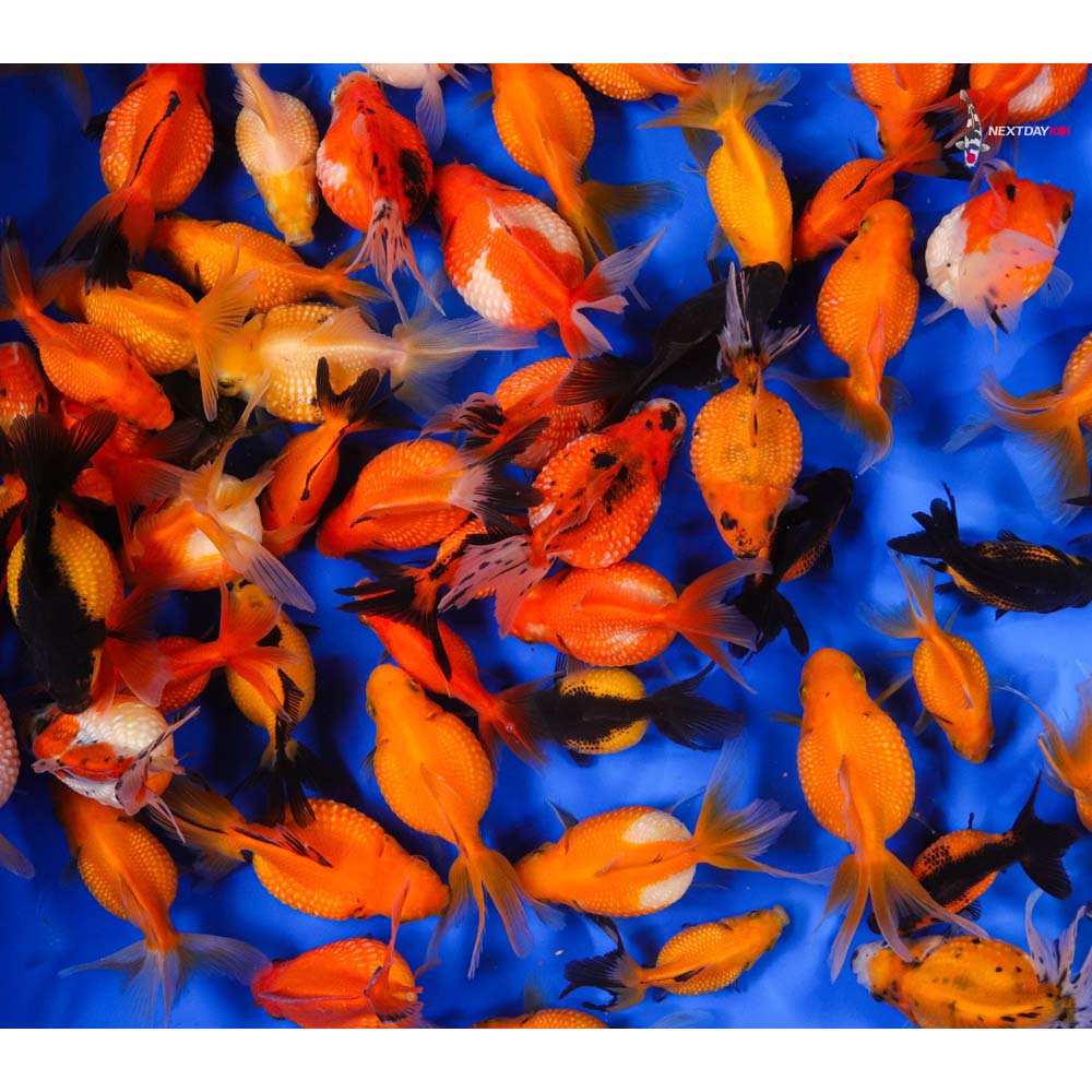 3-4" Imported Mixed Pearlscale Goldfish | Koi Fish For Sale