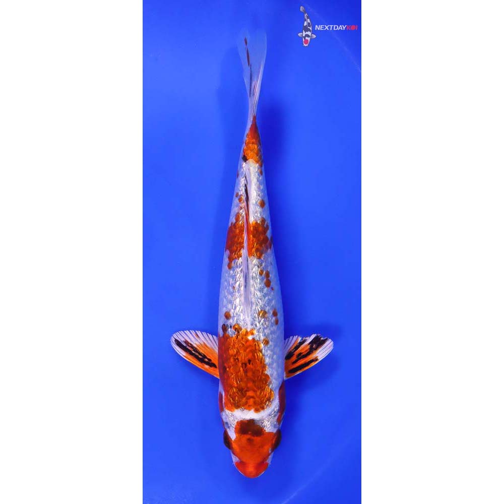 7” Gin Rin Yamato Nishiki | Koi Fish For Sale