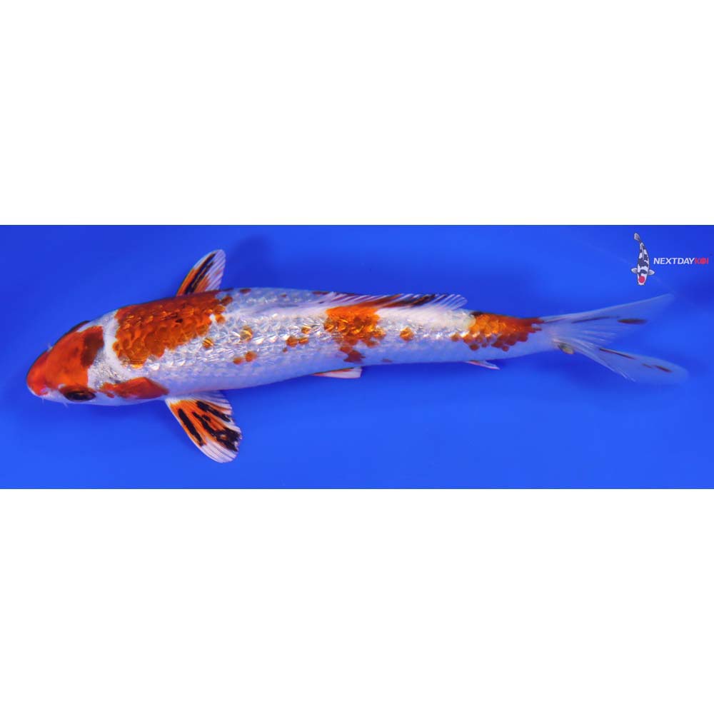 7” Gin Rin Yamato Nishiki | Koi Fish For Sale