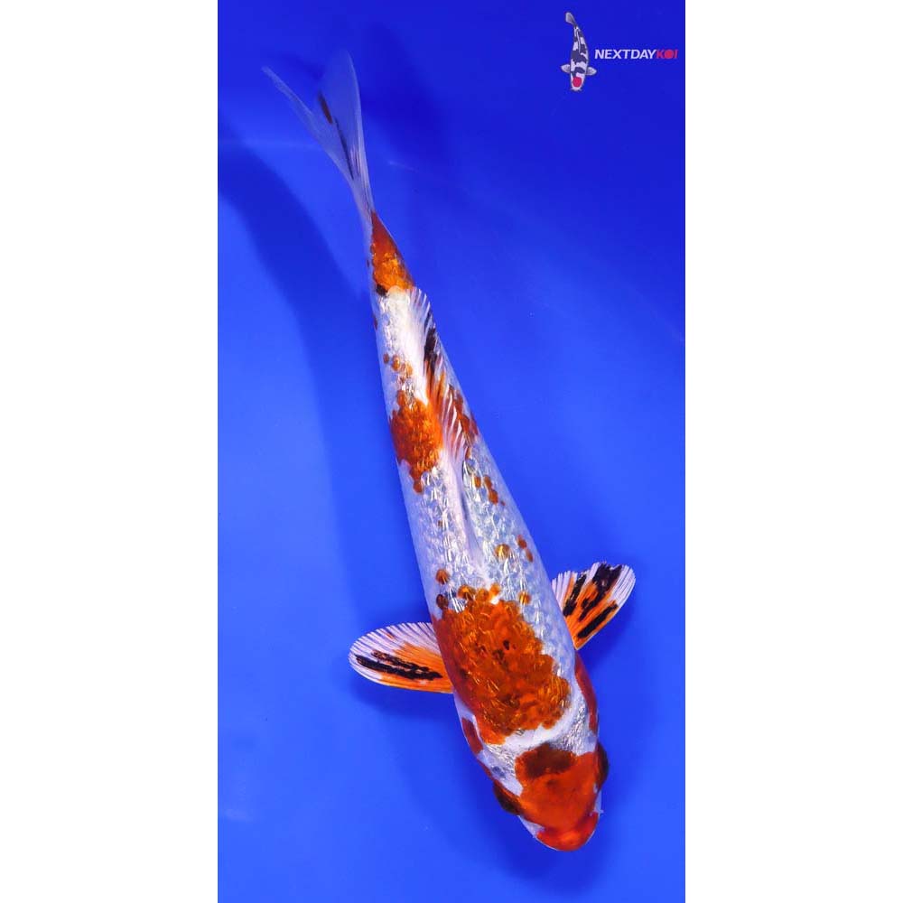 7” Gin Rin Yamato Nishiki | Koi Fish For Sale