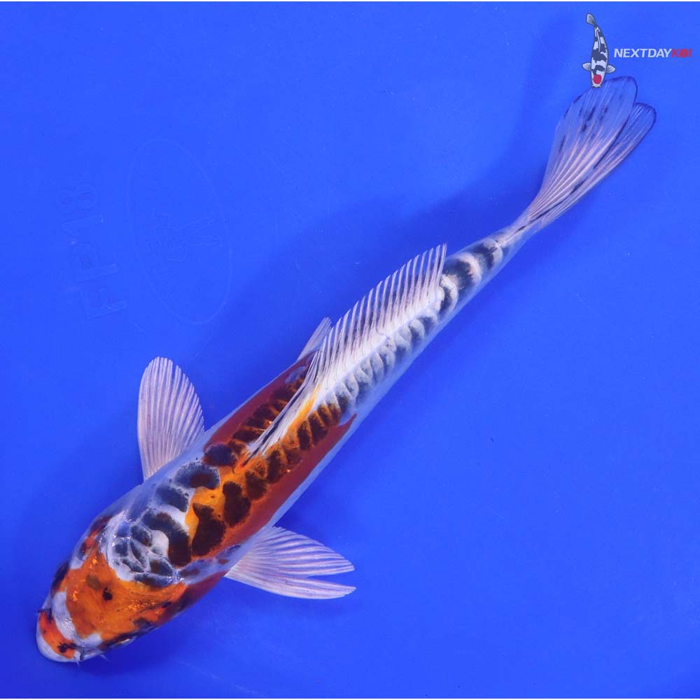 7” Doitsu Kujaku | Koi Fish For Sale
