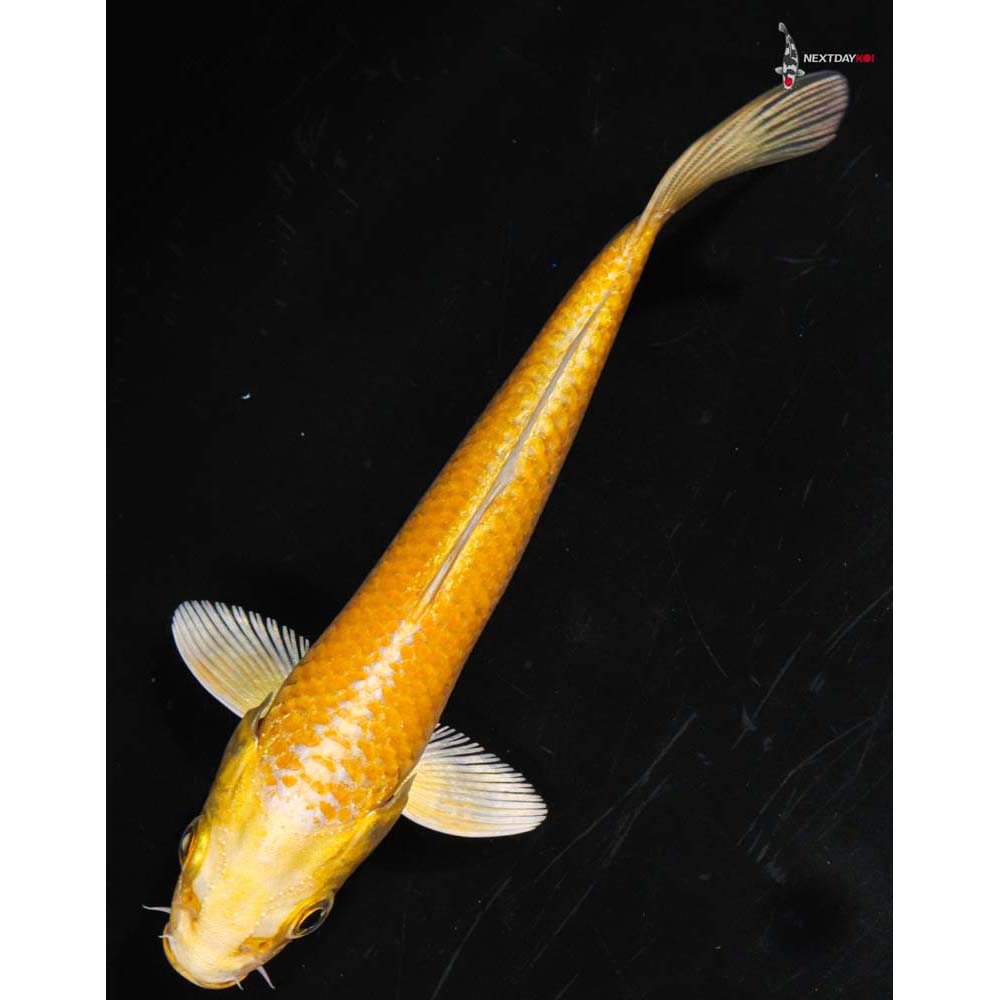 4” Imported Yamabuki Ogon | Koi Fish For Sale