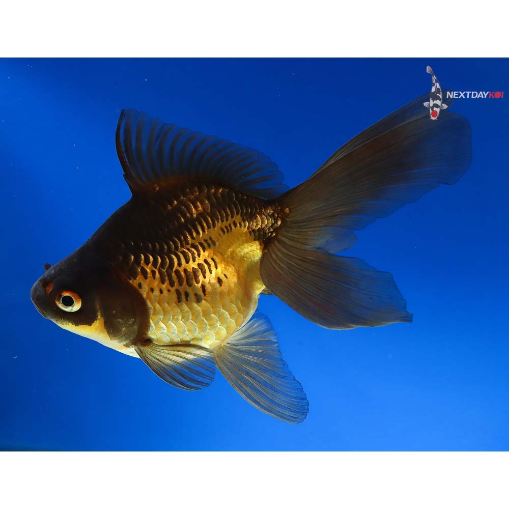 5” Imported Black and Red Ryukin | Koi Fish For Sale
