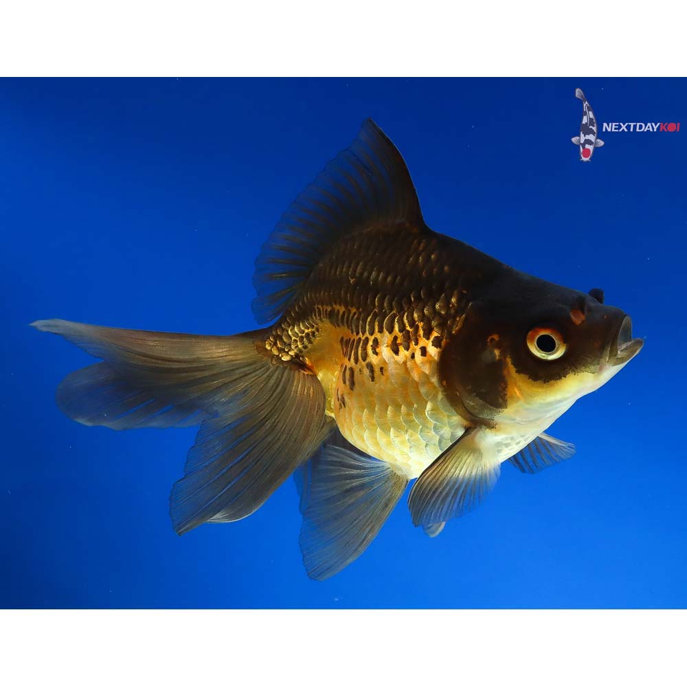 5” Imported Black and Red Ryukin | Koi Fish For Sale