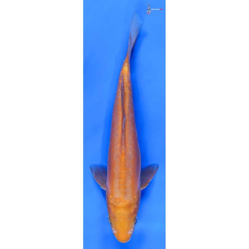 Chagoi Koi Fish For Sale | Next Day Koi