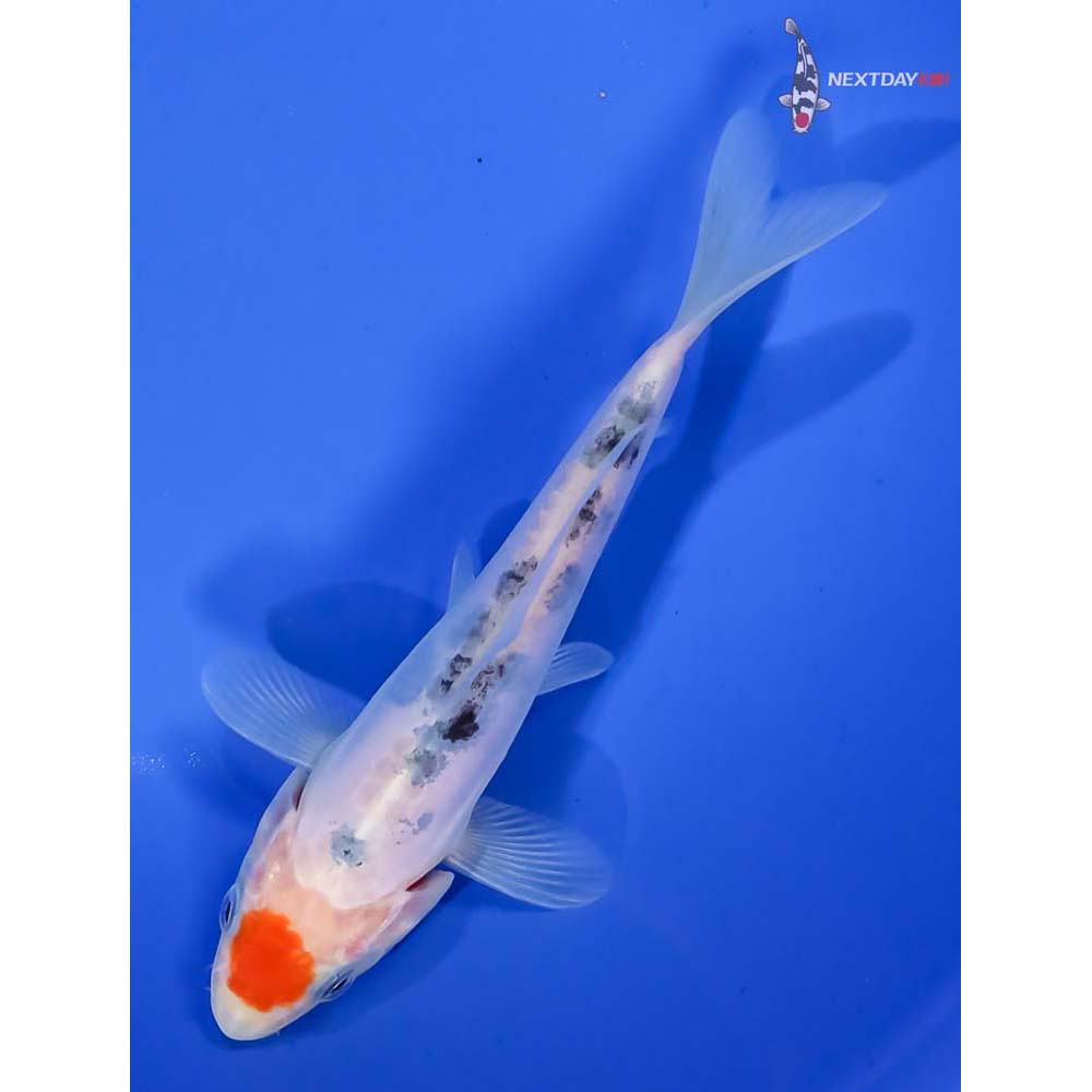 5.5” Sanke | Koi Fish For Sale
