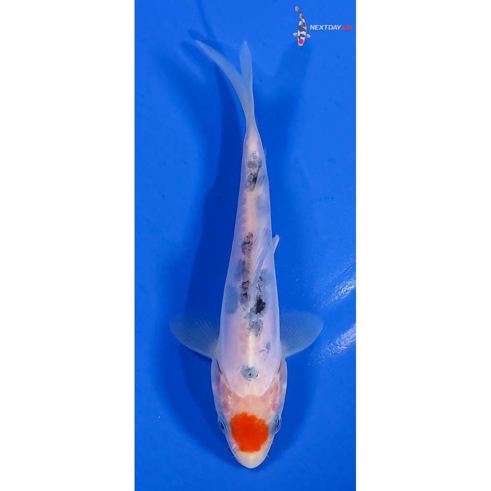 5.5” Sanke | Koi Fish For Sale