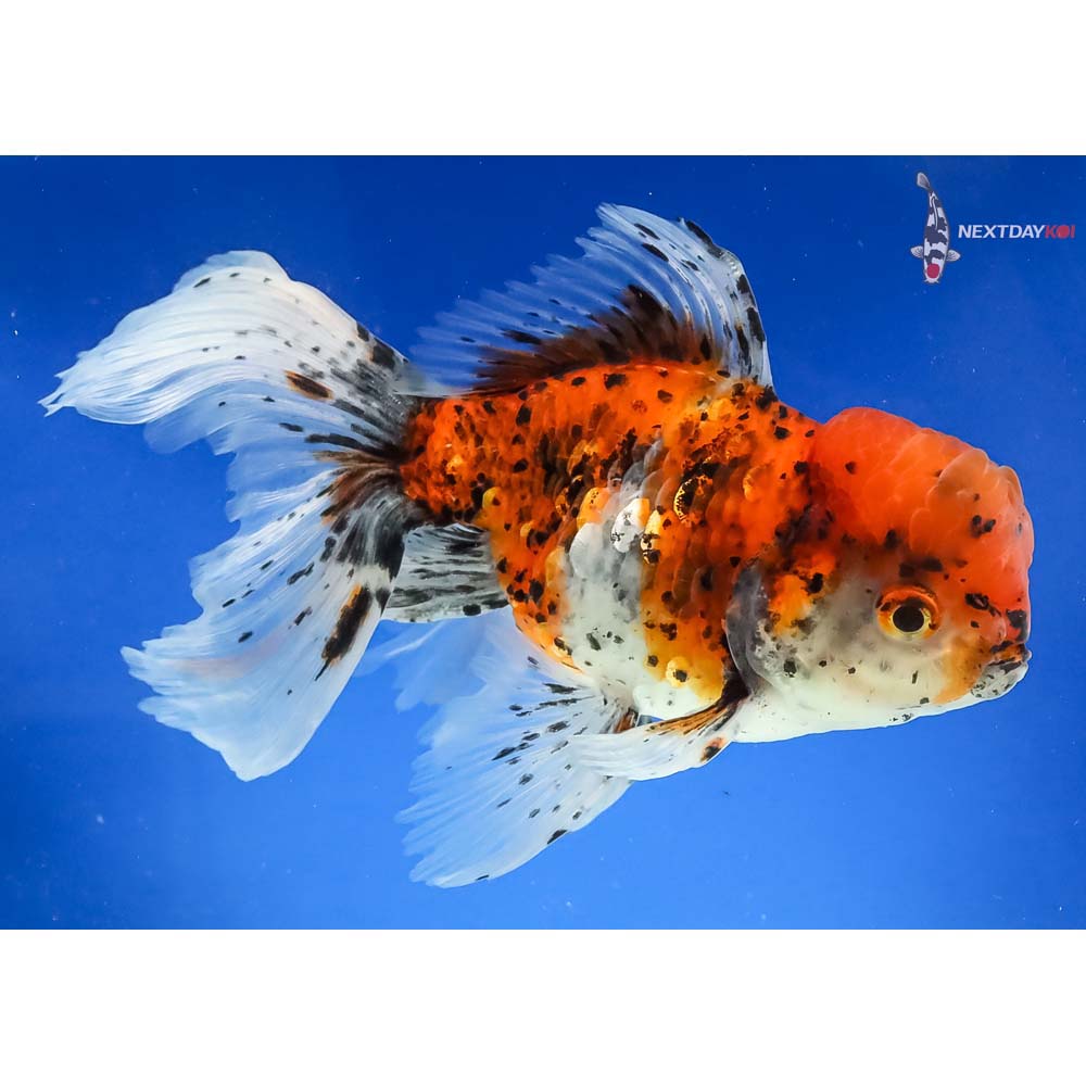7.5” Imported Calico Oranda | Koi Fish For Sale