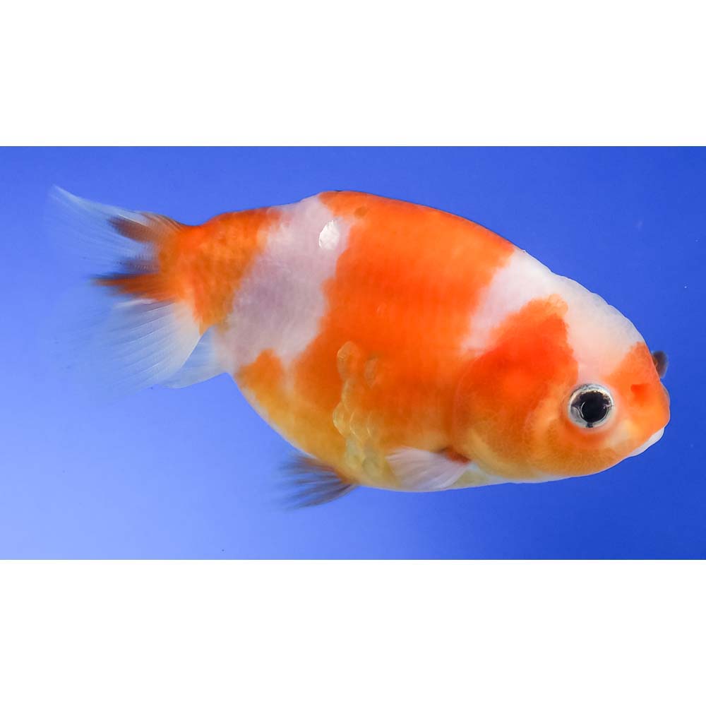 3” Imported Red and White Ranchu | Koi Fish For Sale