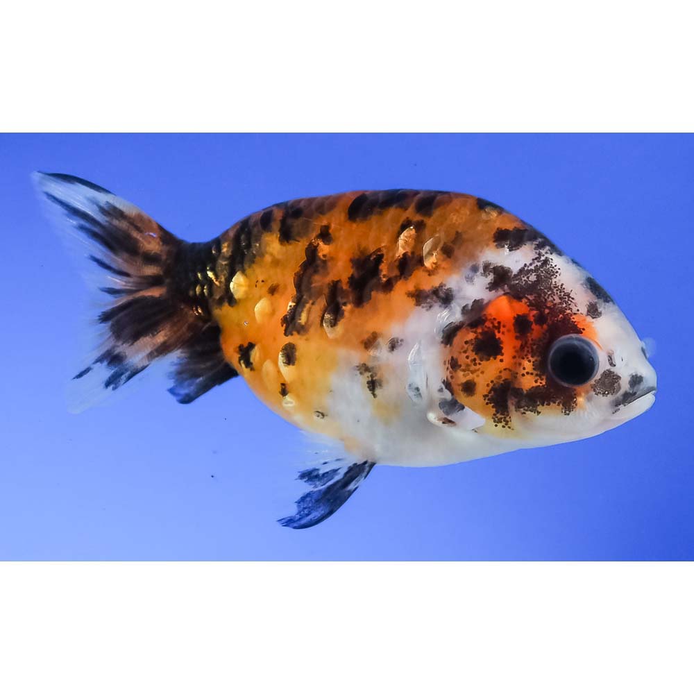 3” Imported Calico Ranchu | Koi Fish For Sale