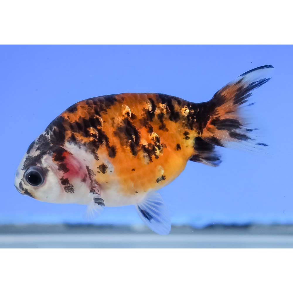 3” Imported Calico Ranchu | Koi Fish For Sale