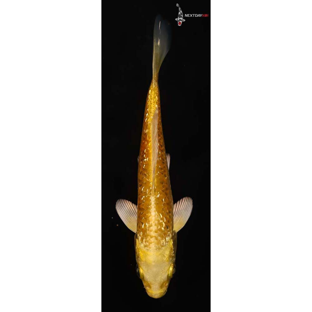 4.5” Imported Gin Rin Yamabuki Ogon | Koi Fish For Sale