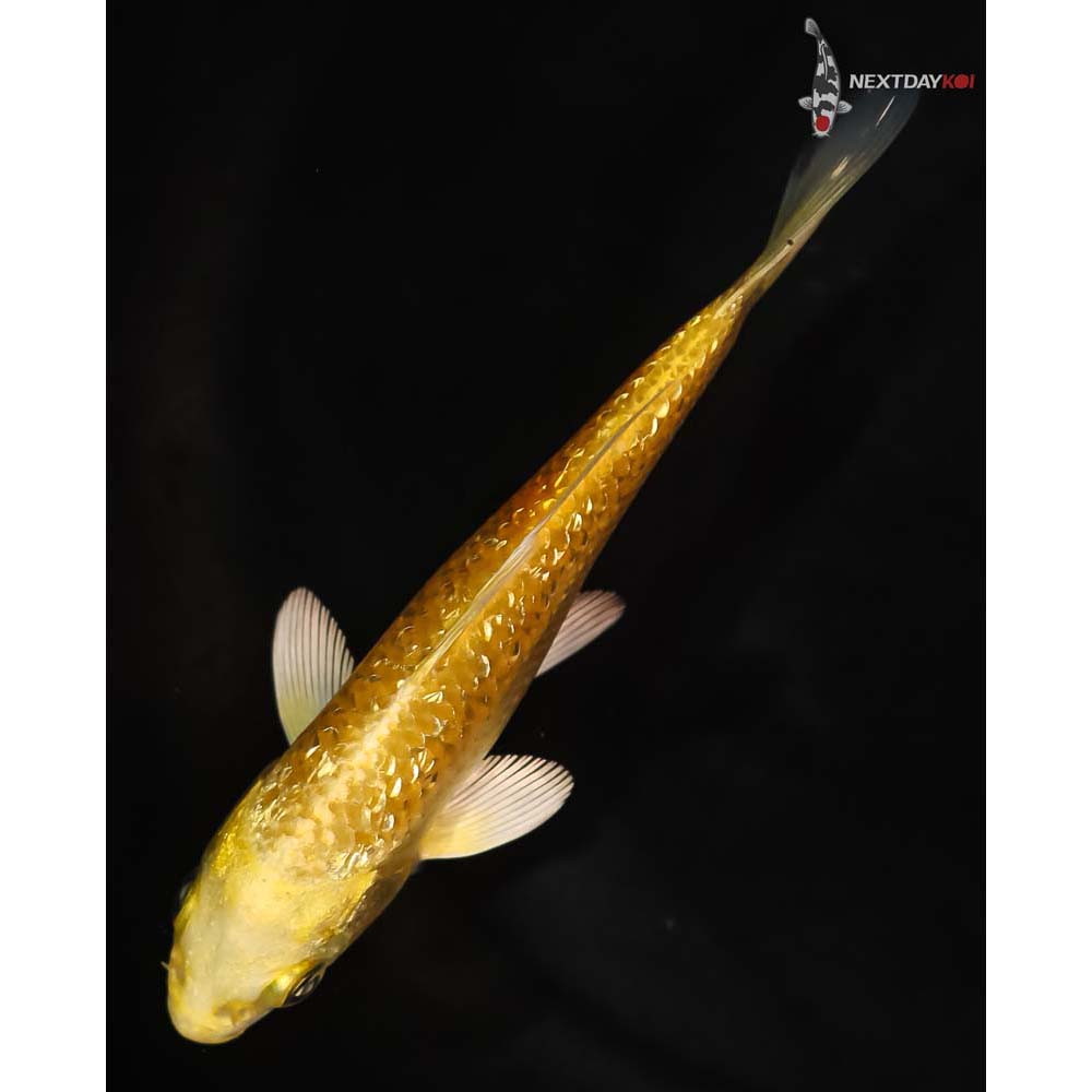 4.5” Imported Gin Rin Yamabuki Ogon | Koi Fish For Sale