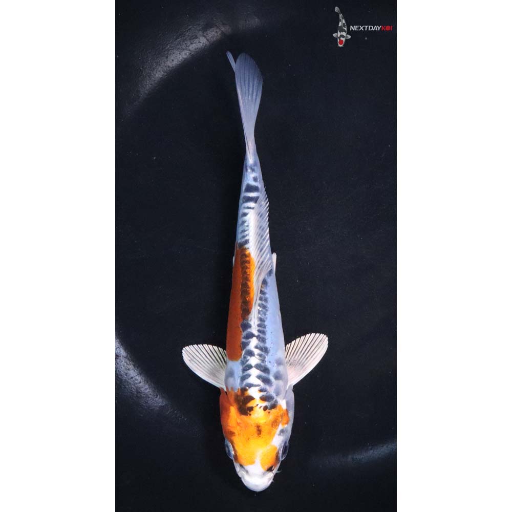 6” Doitsu Blue Kujaku | Koi Fish For Sale