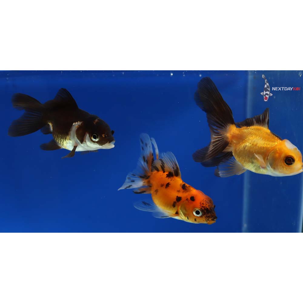 Lot of (4) 2.5-3” Imported Assorted Oranda | Koi Fish For Sale