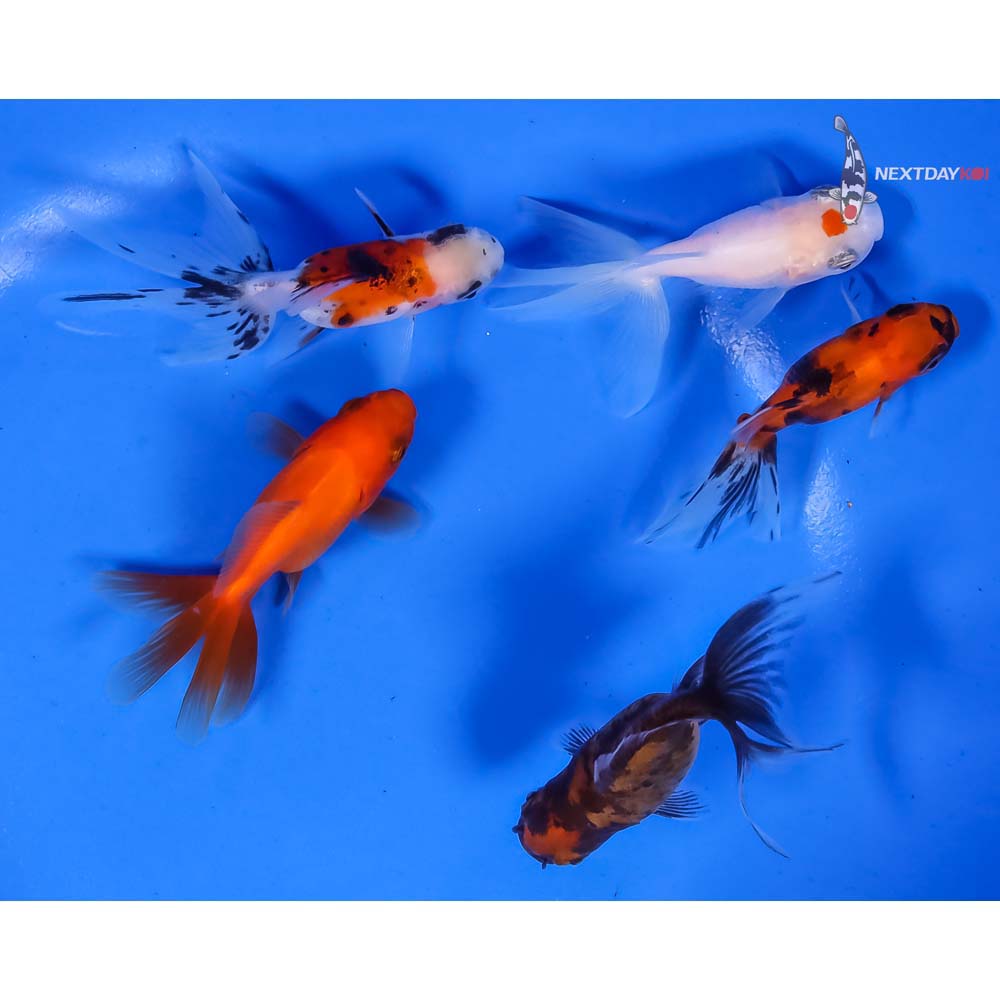 Lot of (5) 2.5-3” Imported Assorted Oranda | Koi Fish For Sale