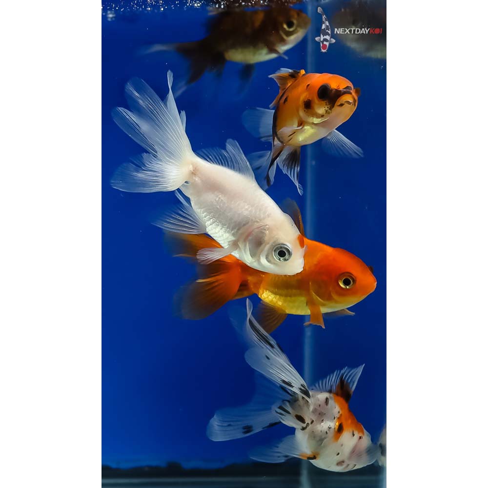 Lot of (5) 2.5-3” Imported Assorted Oranda | Koi Fish For Sale