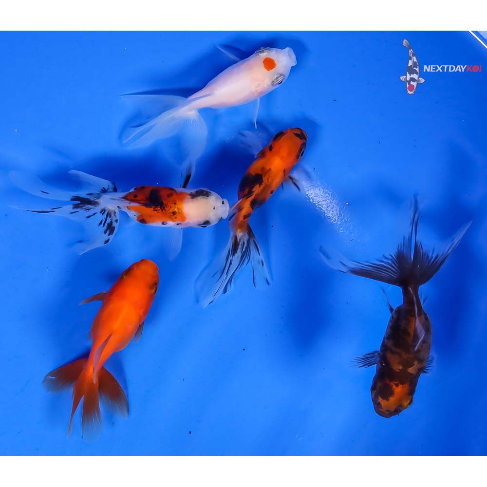 Lot of (5) 2.5-3” Imported Assorted Oranda | Koi Fish For Sale