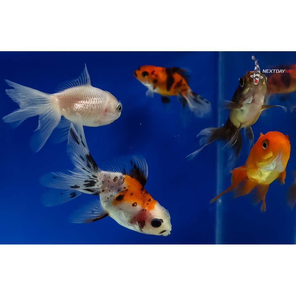 Lot of (5) 2.5-3” Imported Assorted Oranda | Koi Fish For Sale