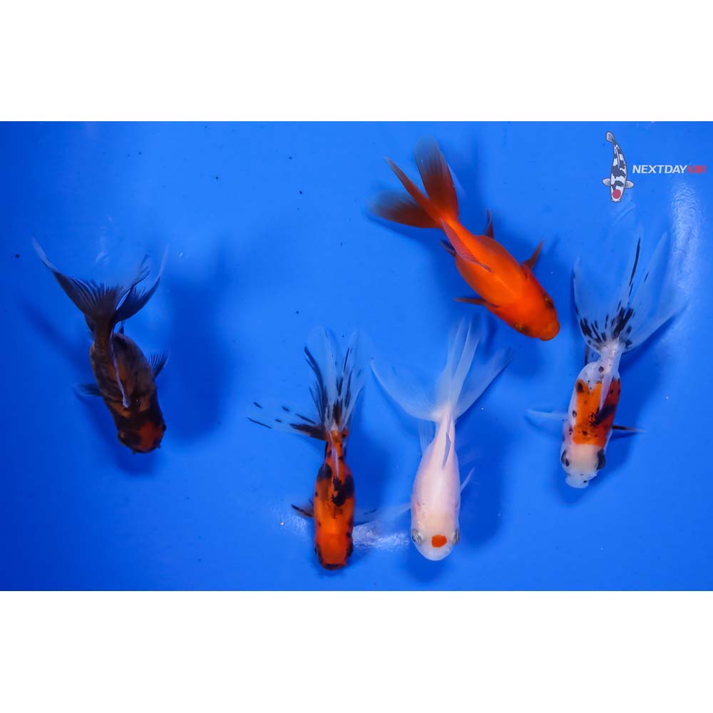 Lot of (5) 2.5-3” Imported Assorted Oranda | Koi Fish For Sale