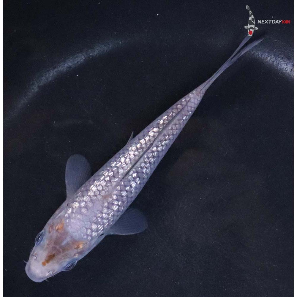 5” Imported Gin Rin Soragoi | Koi Fish For Sale