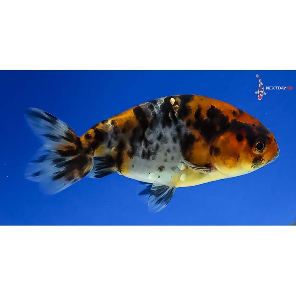3” Imported Calico Ranchu | Koi Fish For Sale