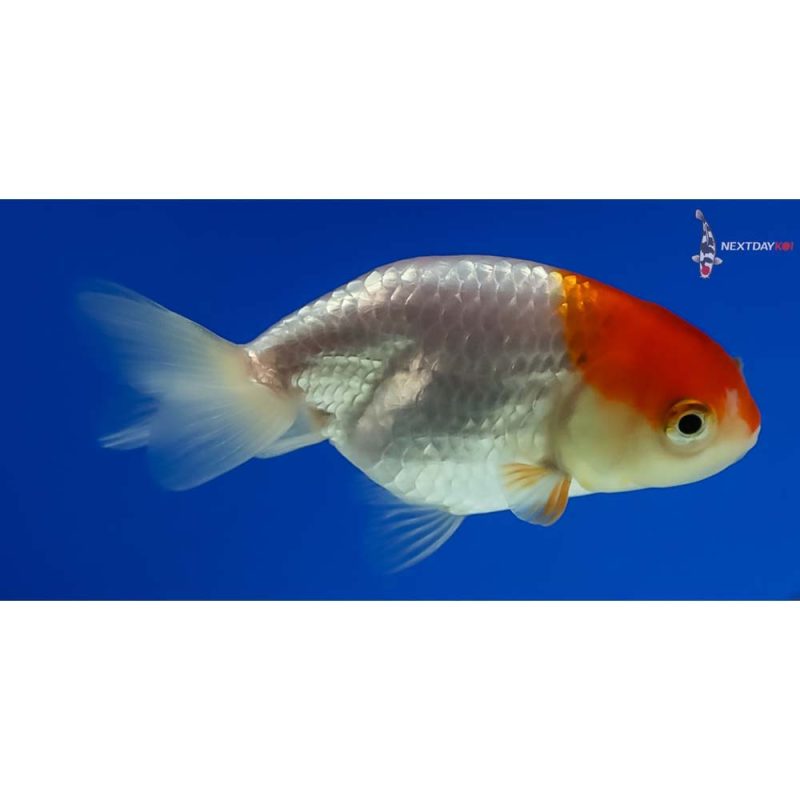 Ranchu | Koi Fish For Sale | Next Day Koi