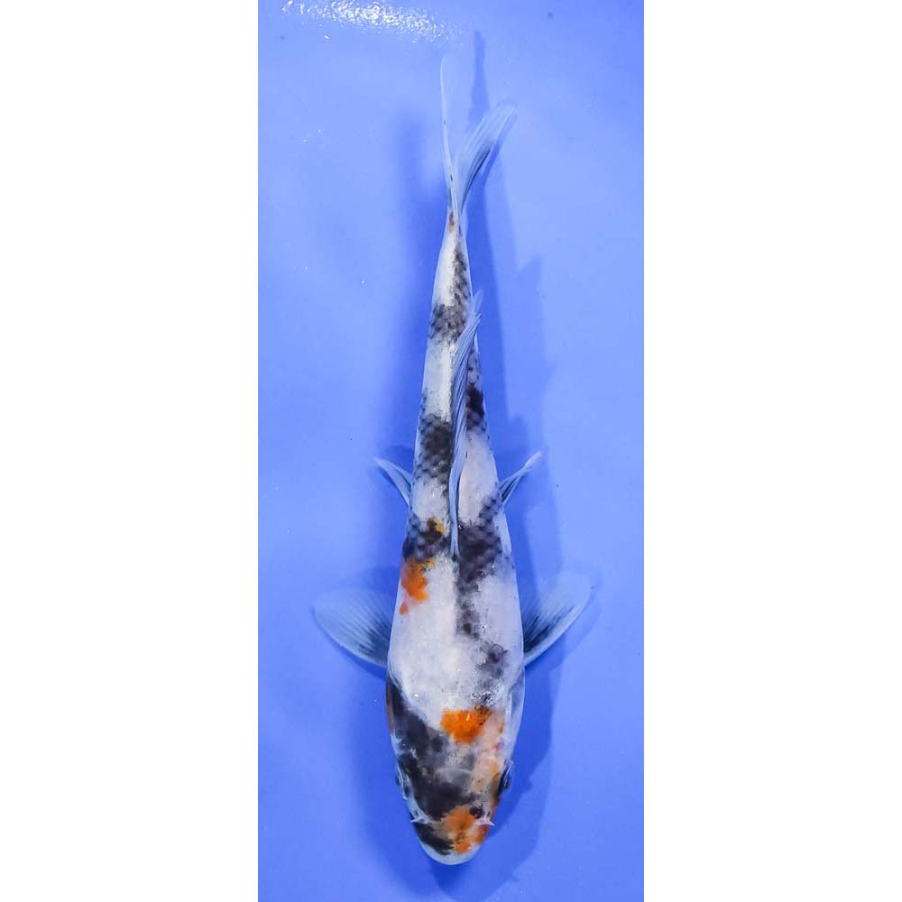 6” Showa | Koi Fish For Sale
