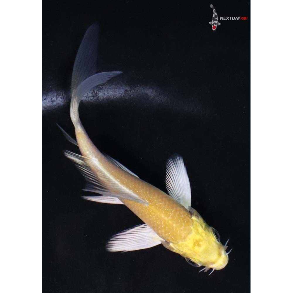 3.5” Imported Yamabuki Ogon Butterfly Koi | Koi Fish For Sale