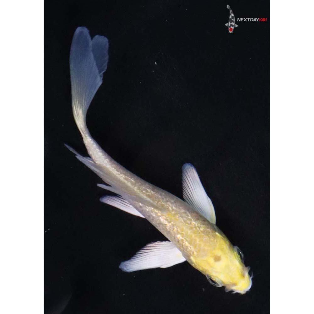 3.5” Imported Gin Rin Yamabuki Ogon Butterfly Koi | Koi Fish For Sale