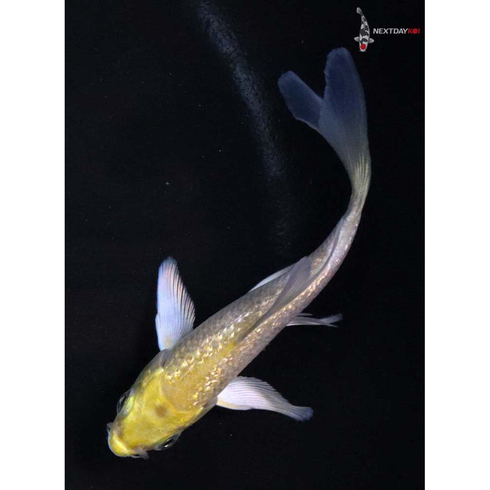 3.5” Imported Gin Rin Yamabuki Ogon Butterfly Koi | Koi Fish For Sale