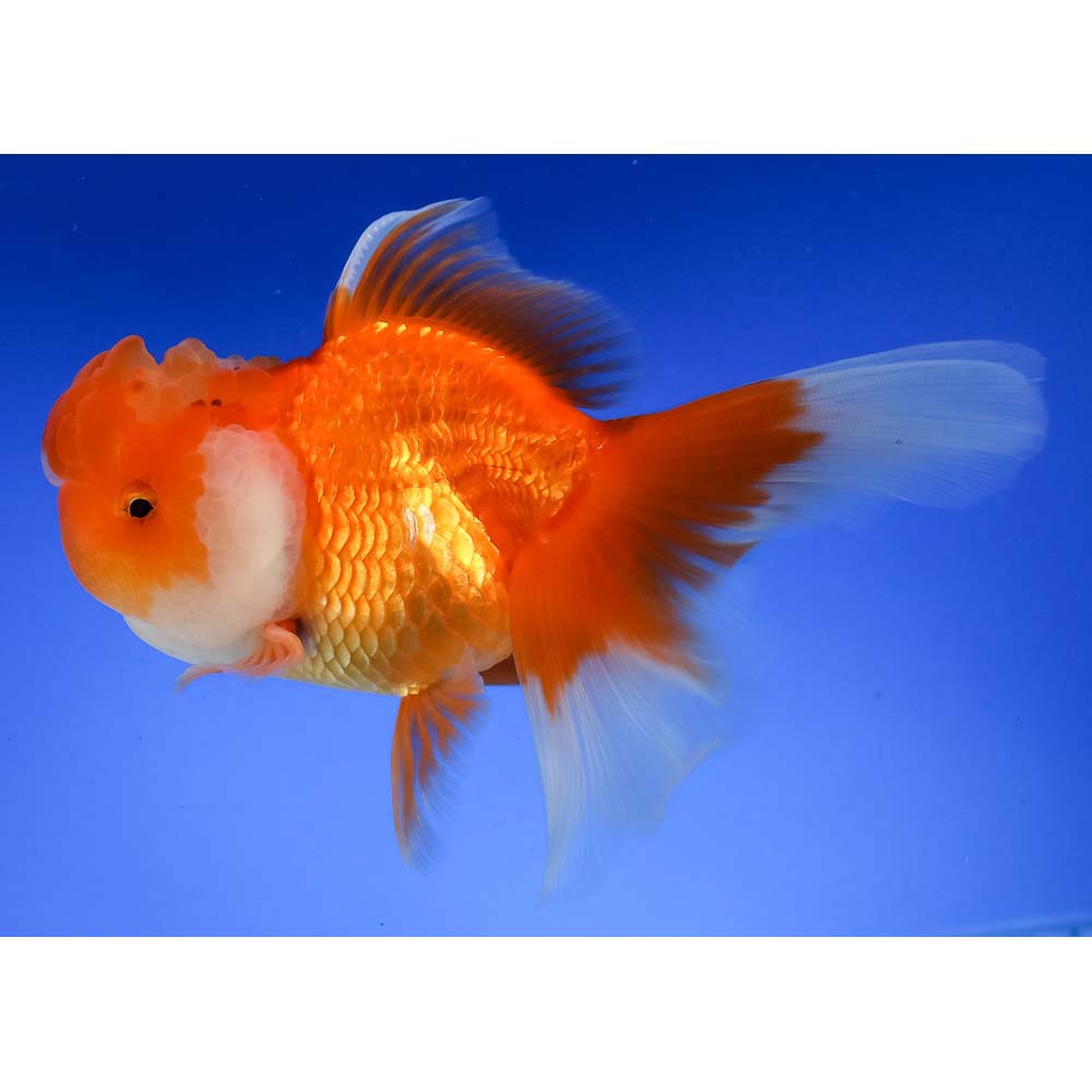 5.5” Imported Red and White Thai Oranda | Koi Fish For Sale