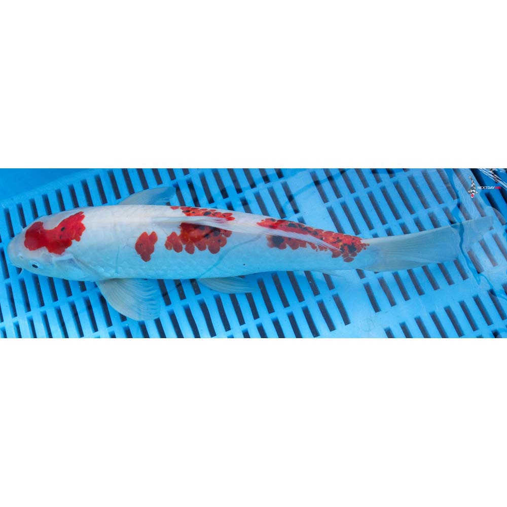 14” Imported Sanke | Koi Fish For Sale