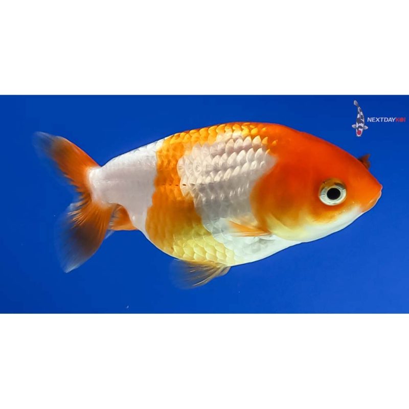 Ranchu | Koi Fish For Sale | Next Day Koi