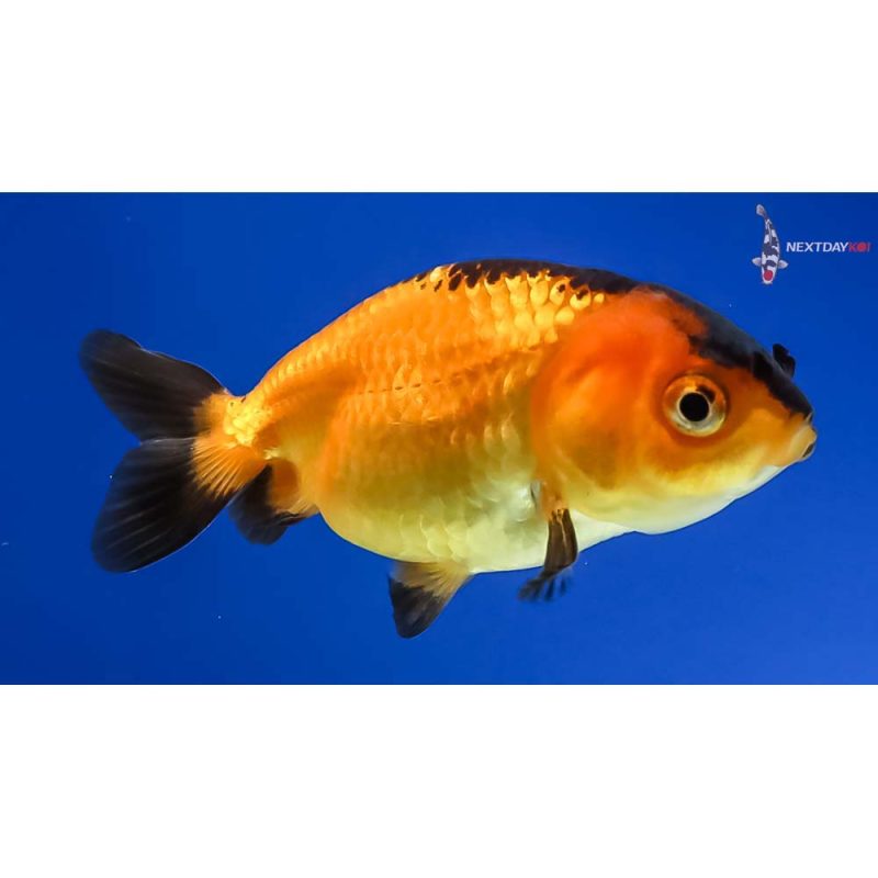 Ranchu | Koi Fish For Sale | Next Day Koi