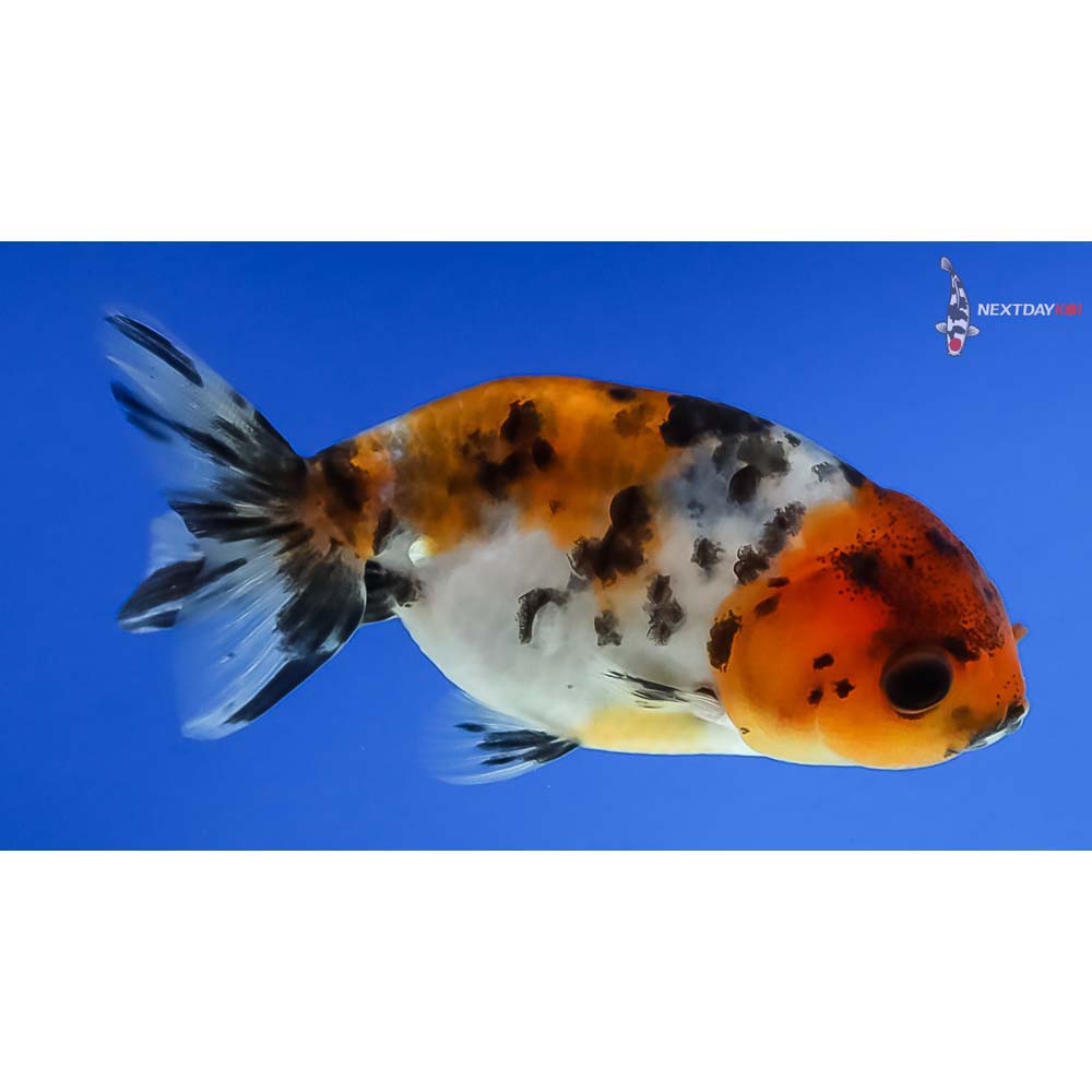 3” Imported Calico Ranchu | Koi Fish For Sale